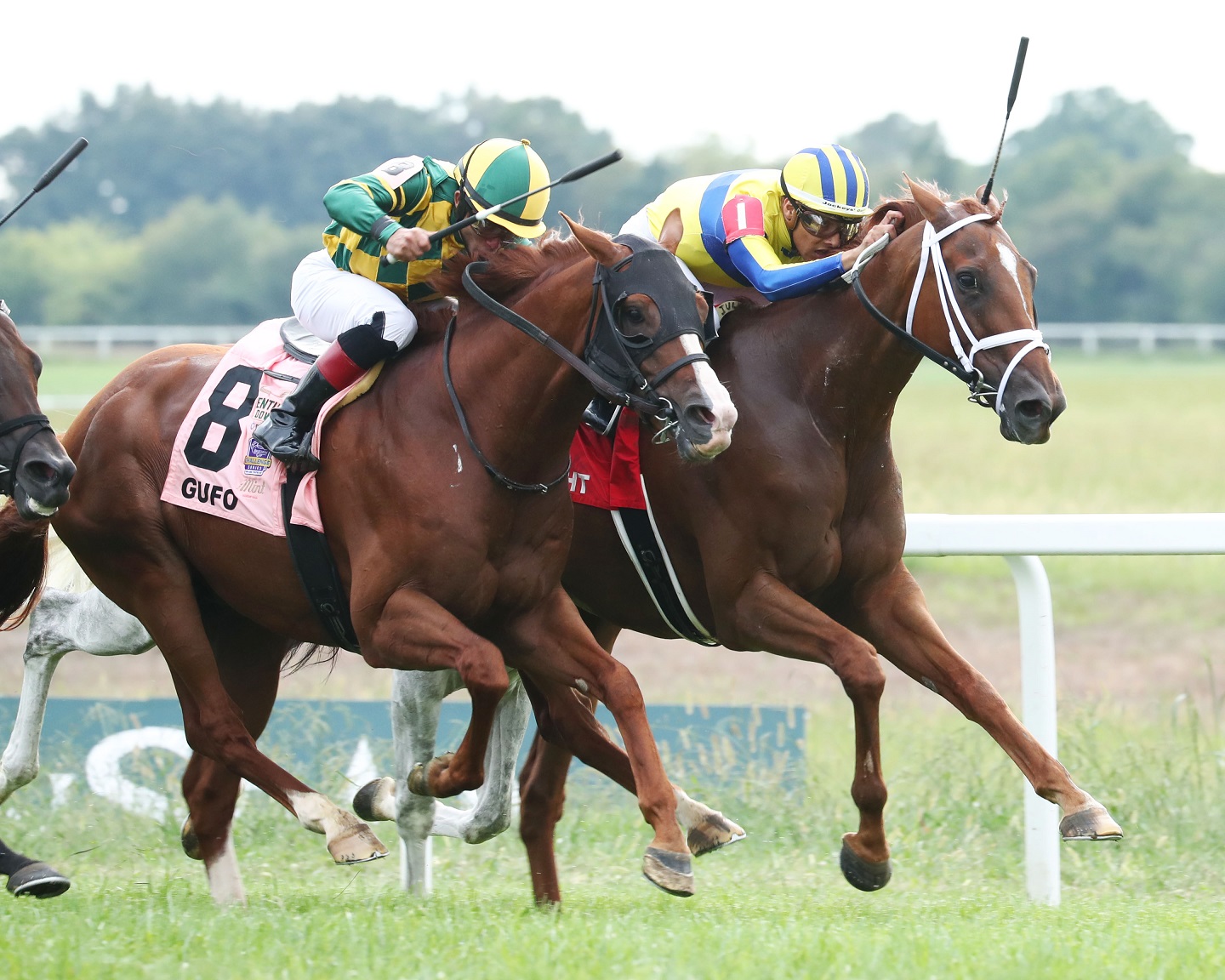 En un cerrado final Red Knight superó a Gufo en la Kentucky Turf Cup G2 ...