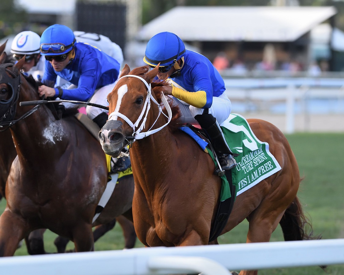 Yes I Am Free se creció en el Gulfstream Park Turf Sprint Stakes G3 ...