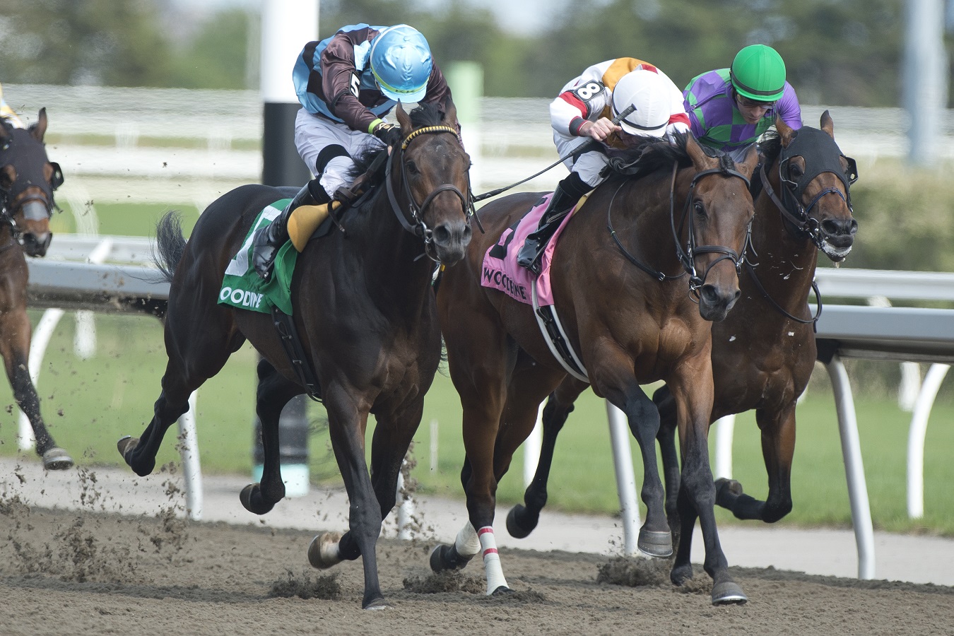 Twin City sorprende al ganar en final de foto el King Corrie Stakes ...